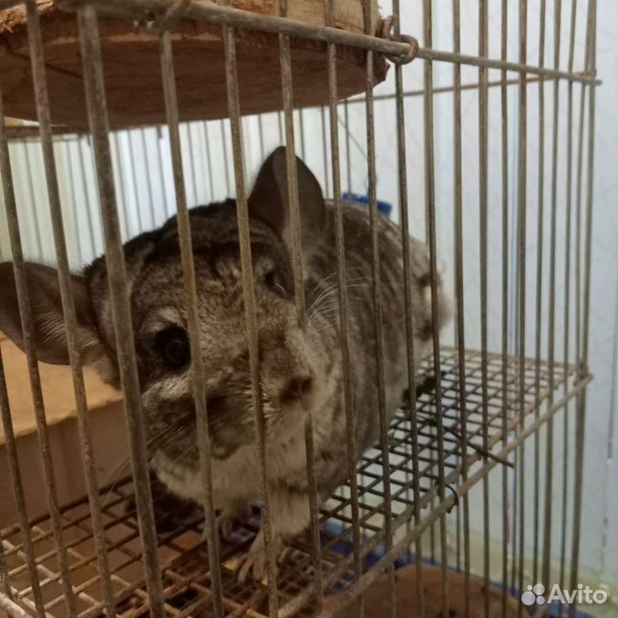 Шиншилла отдам