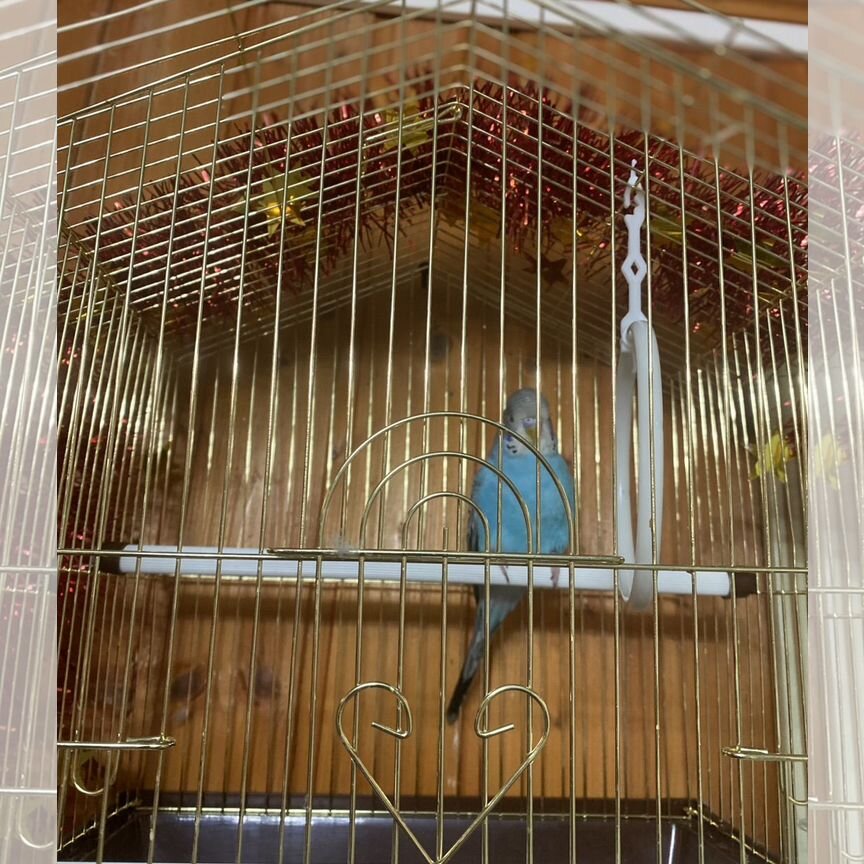 Попугай с клеткой