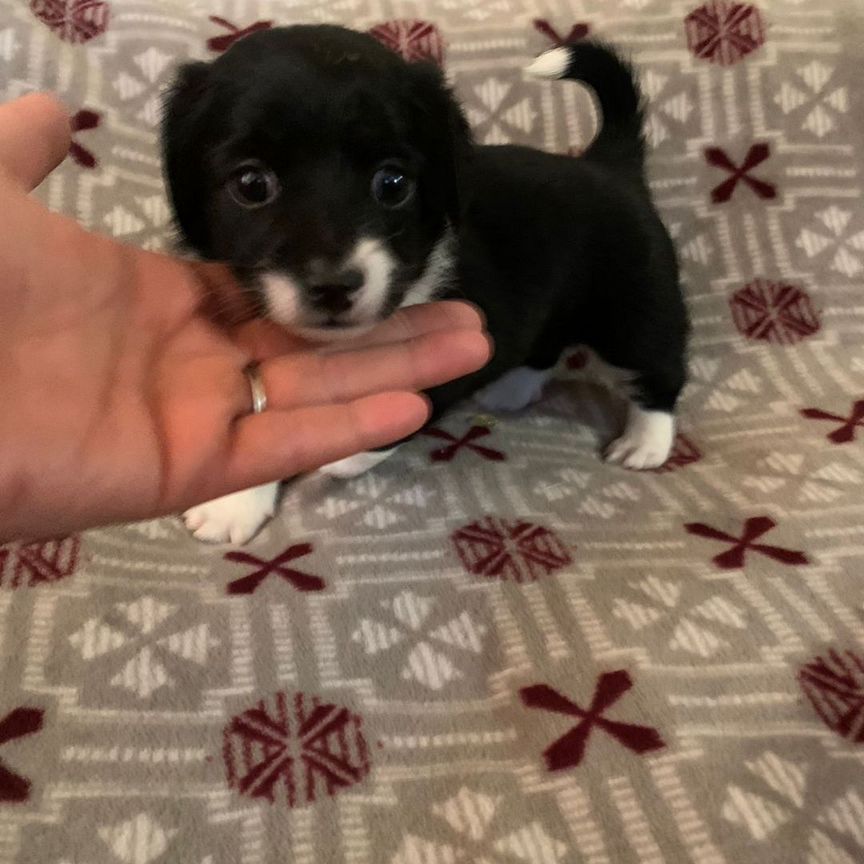 Щенок мелкаш в добрые руки