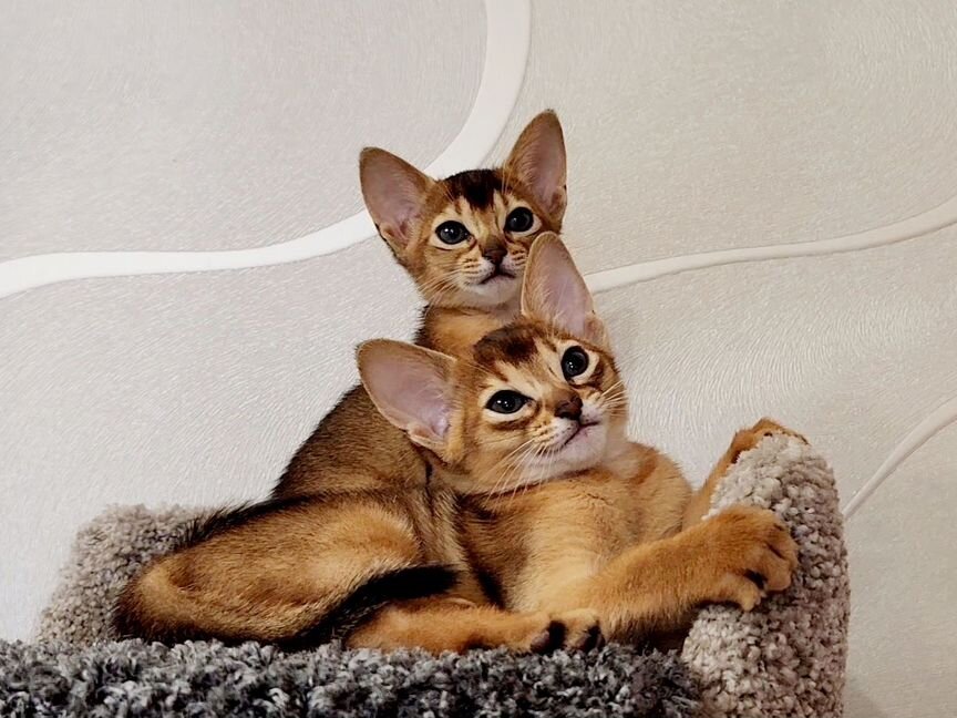 Абиссинские котята дикий окрас с документами