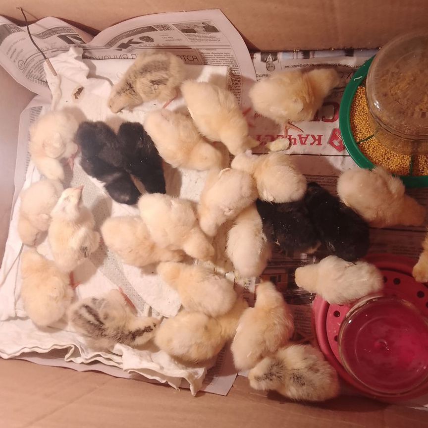 Продам цыплят (несушек)