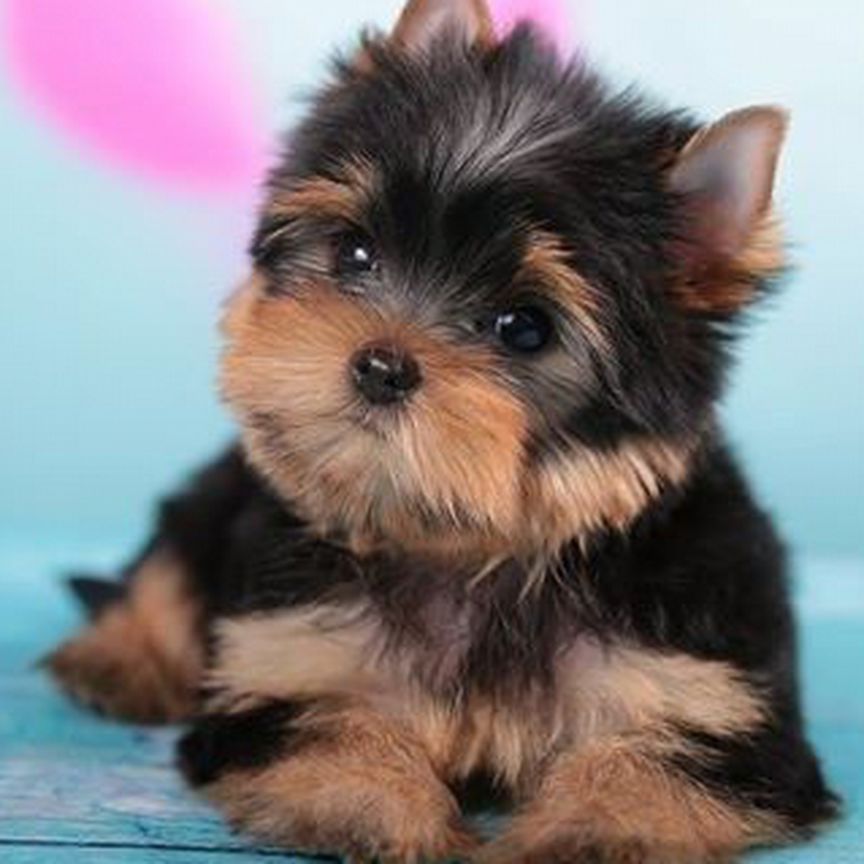 Йоркширский терьер, щенок