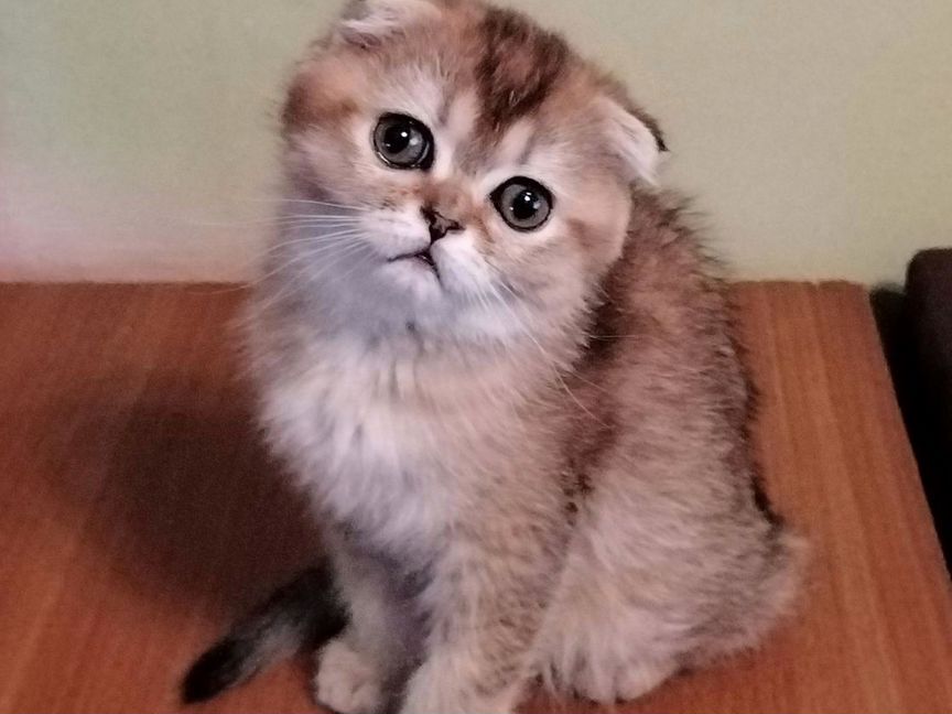 Шотландская вислоухая девочка