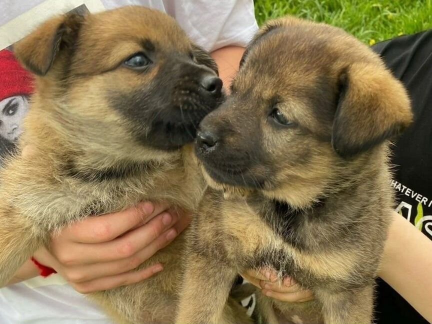 Прекрасный щеночек для частного дома в добрые руки
