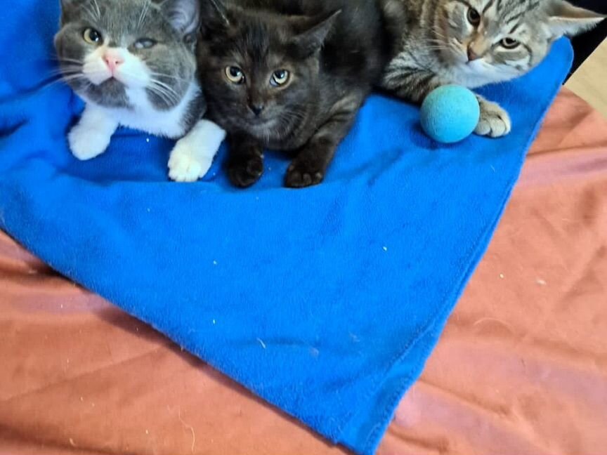 Котятки в добрые руки
