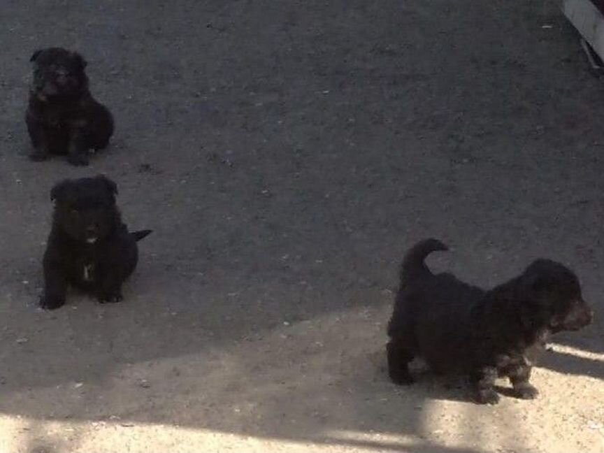 Щеночки в добрые ручки