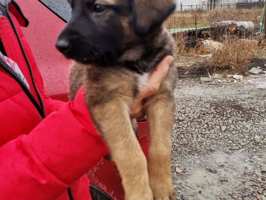 Щенок в добрые руки