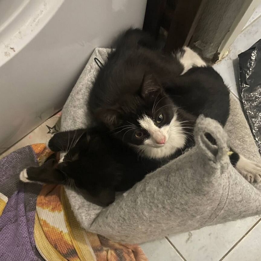 Ласковые Братики