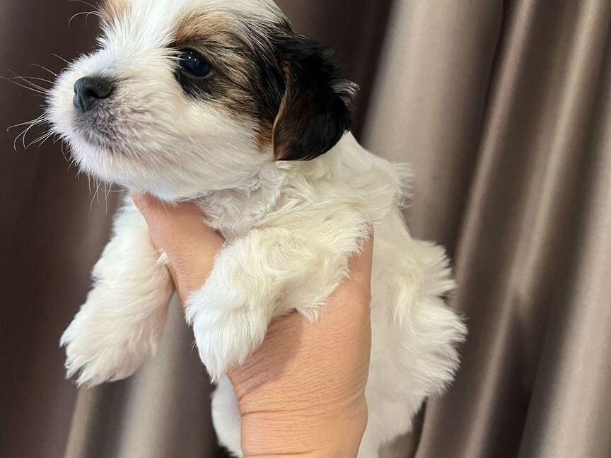 Бивер йорк, есть и Йорки