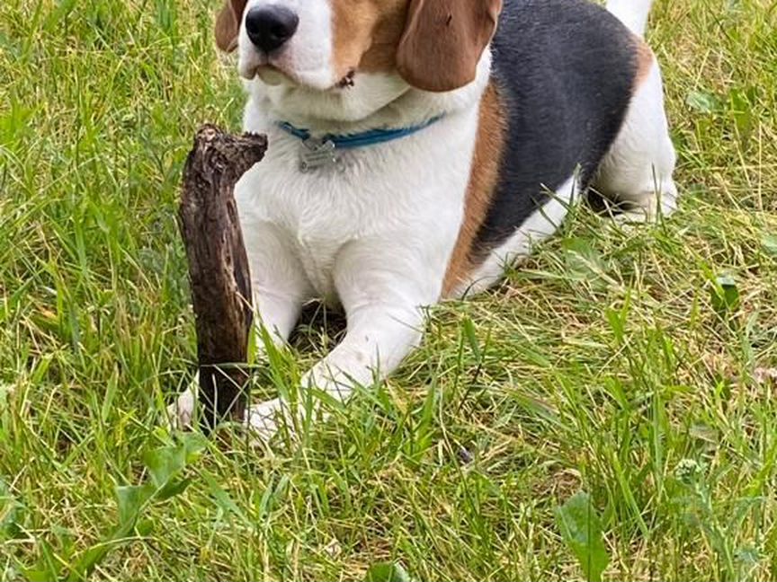 Бигль в добрые руки