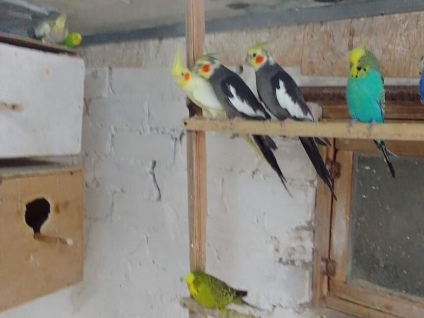 Молодые Кареллы