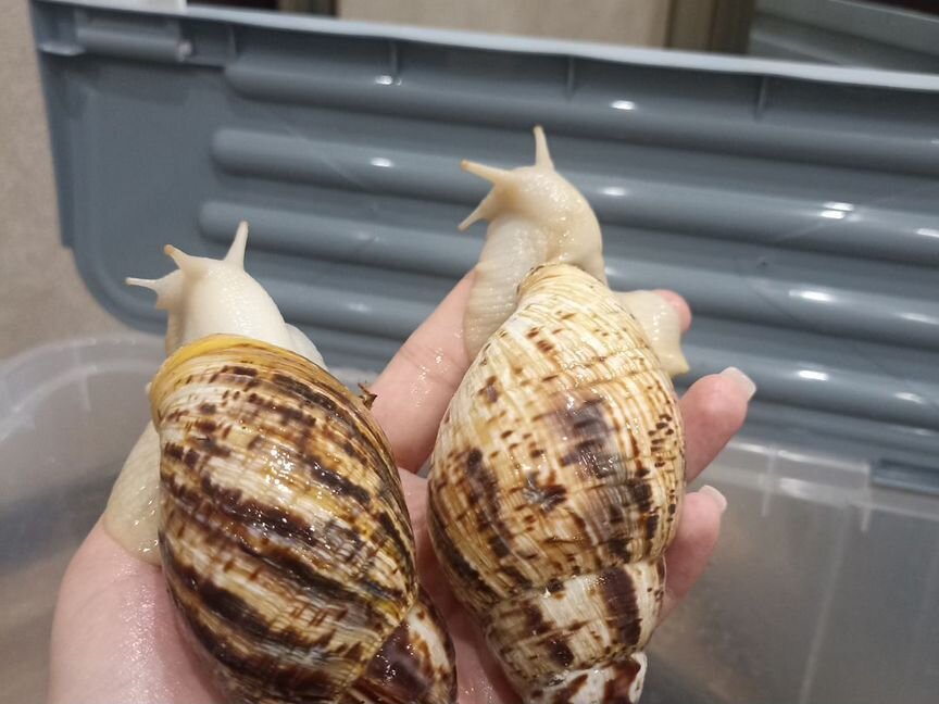 Улитки ахатины