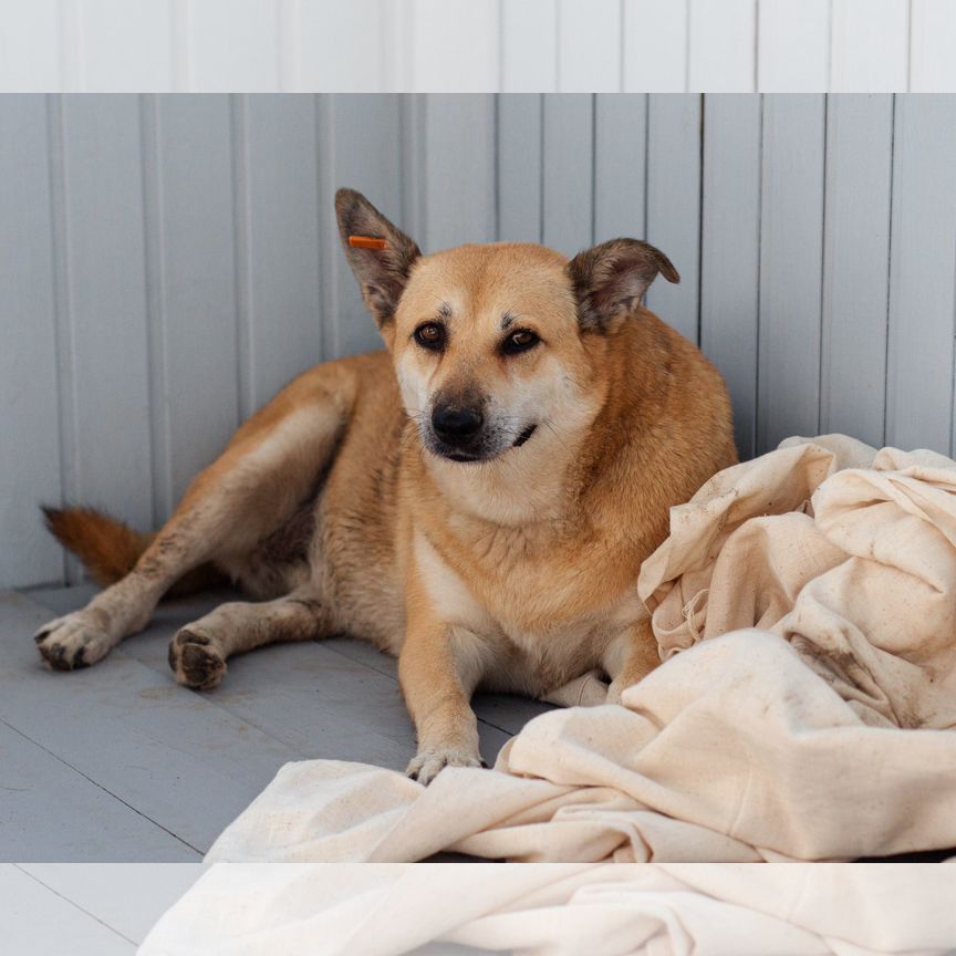 Собака в добрые руки