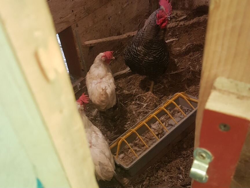 Куры петухи