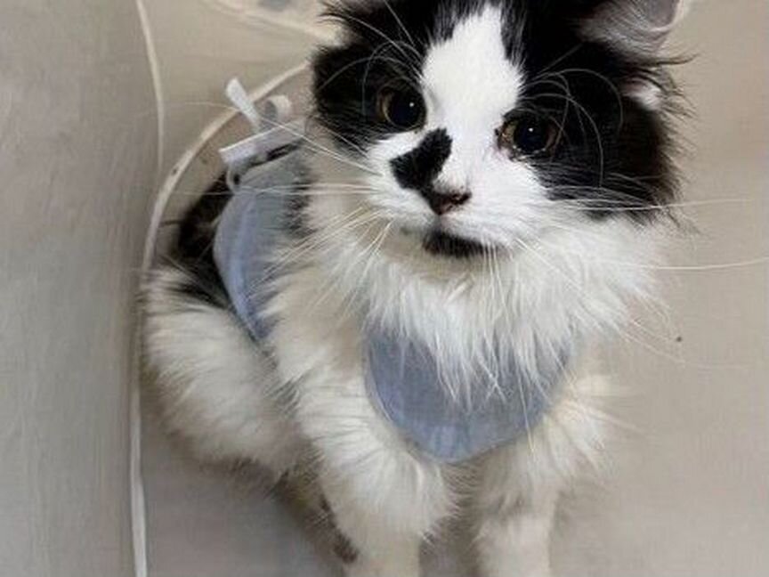 Девочка Пятнышко в поиске дома 10 месяцев