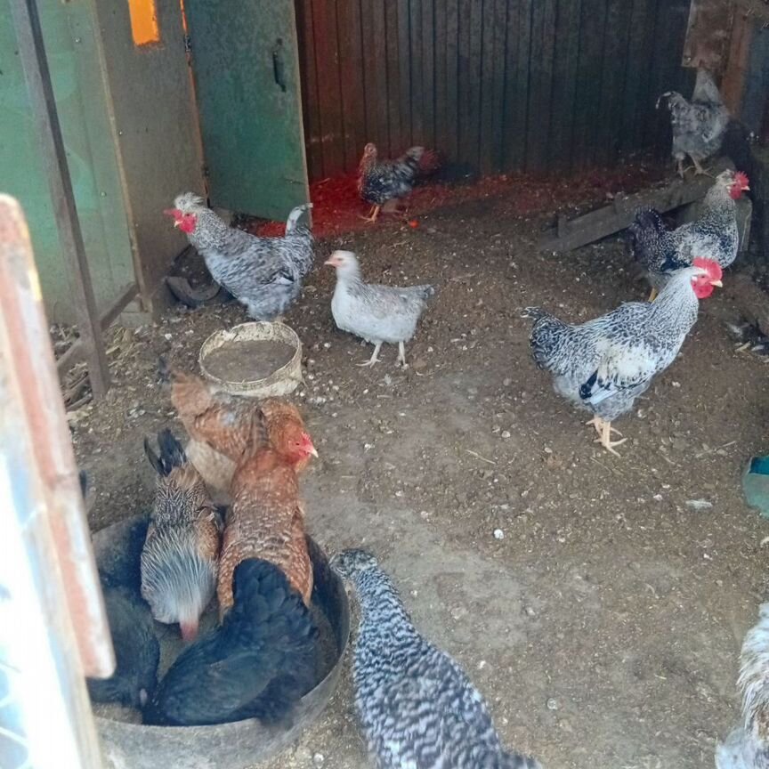 Куры петухи