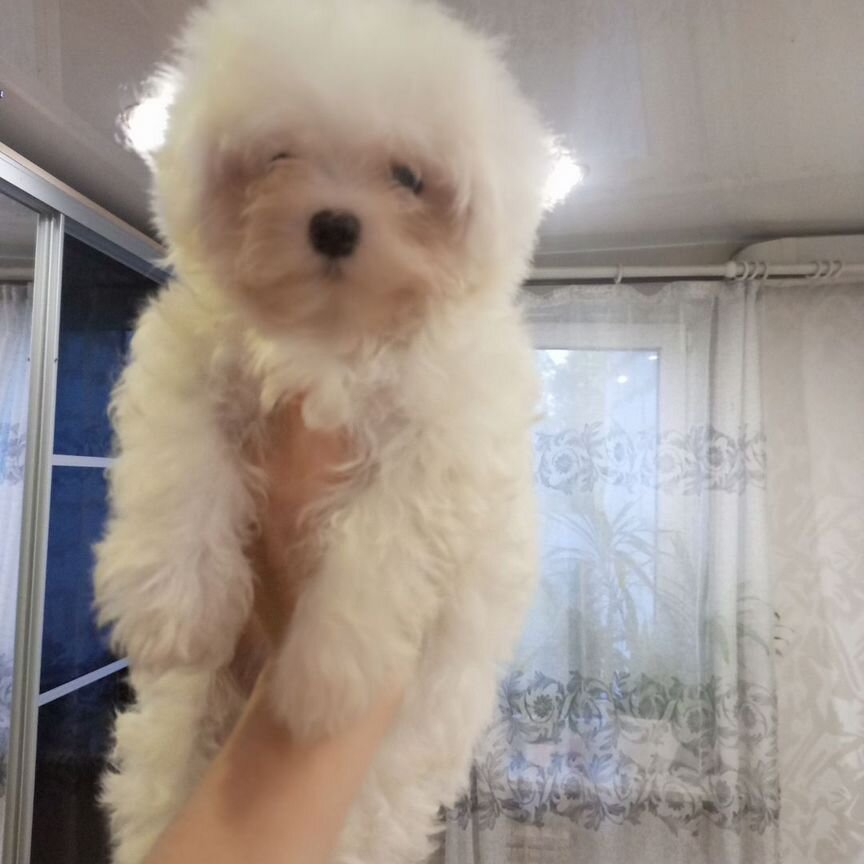 Мальтийская болонка мальчик