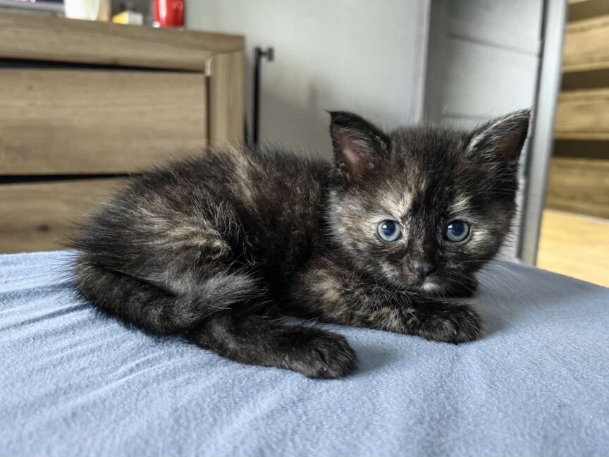 Котёныш ищет любящие ручки