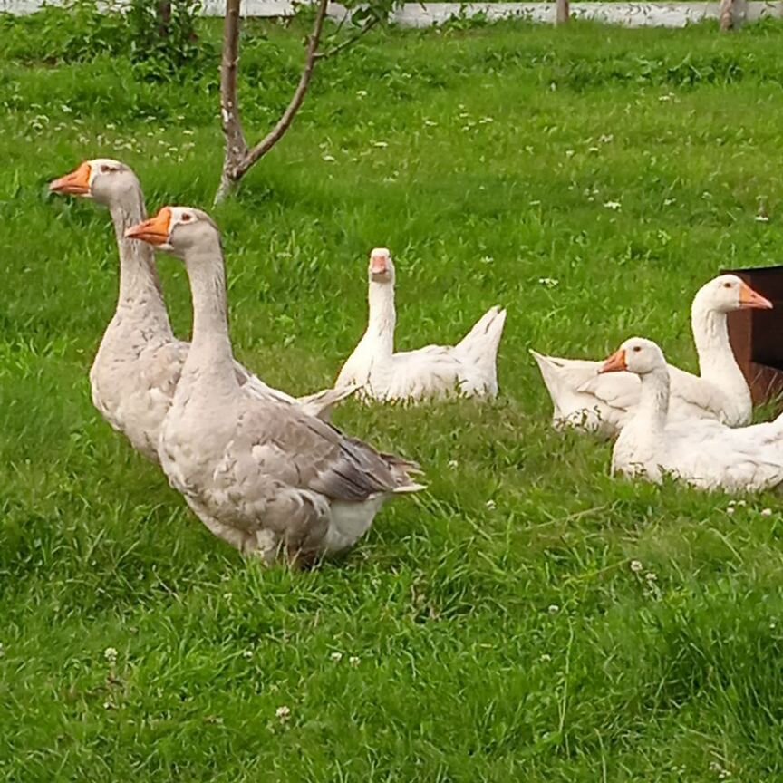 Семья гусей (2 гусака+ 3 гусыни)