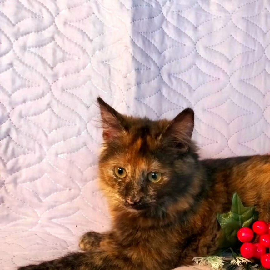 Коша в добрые ручки