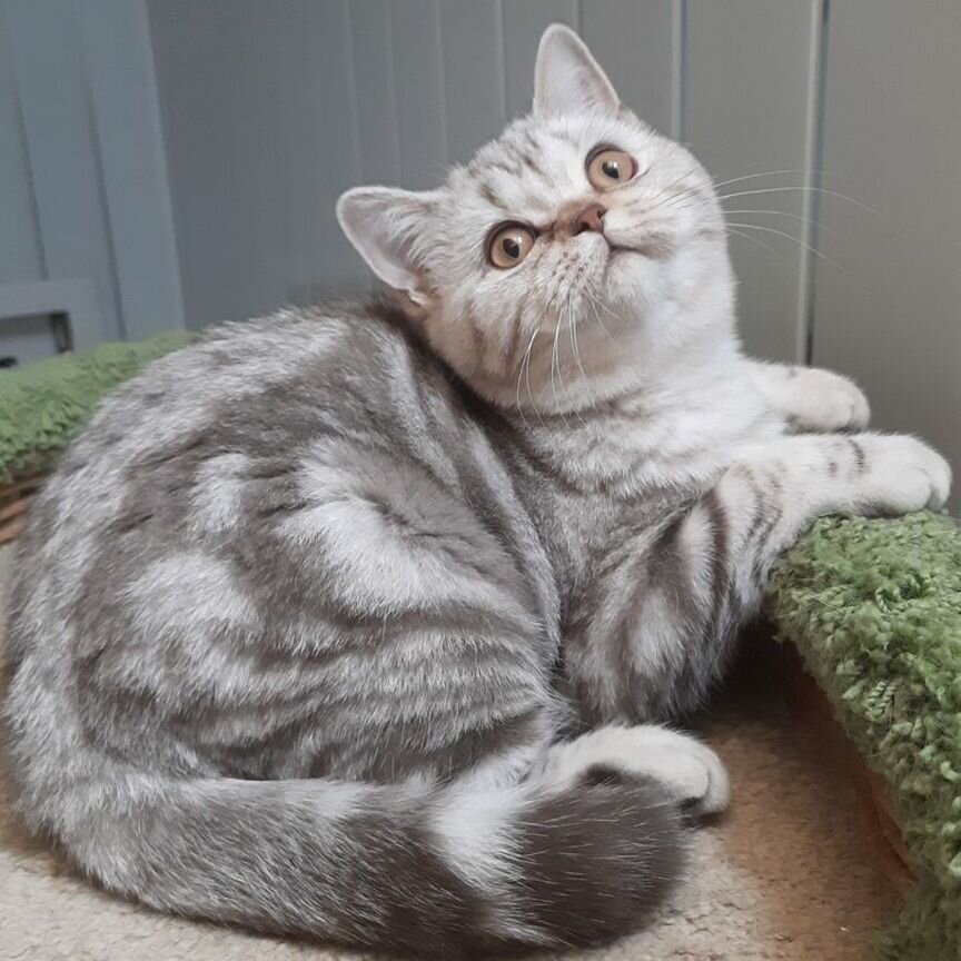 Британская мраморная bs22