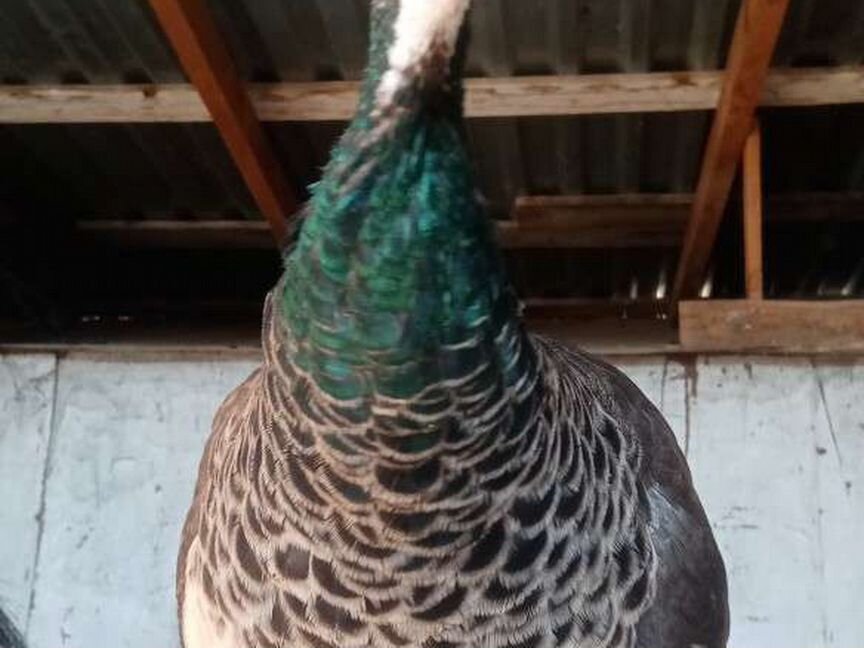 Павлины индийские