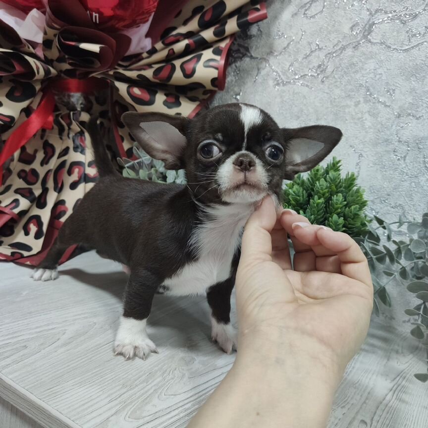 Щенки чихуахуа