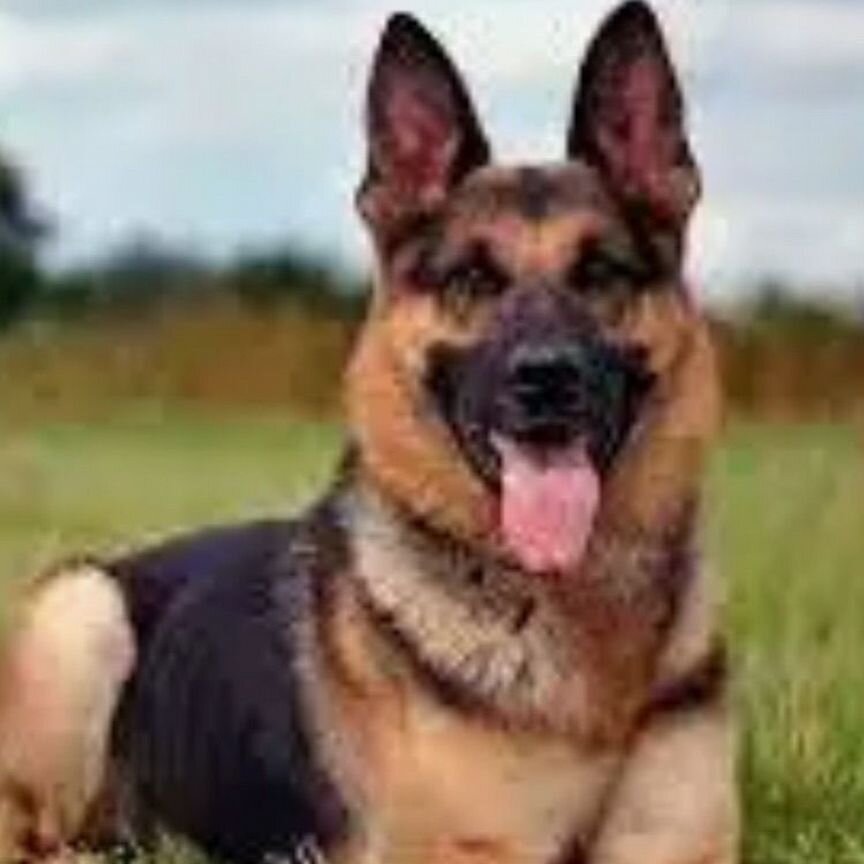 Немецкая овчарка