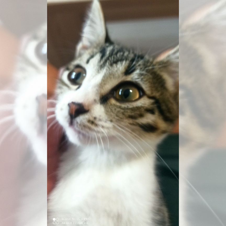Отдам котенка кошечку в добрые руки