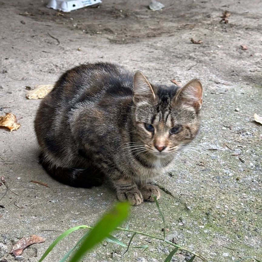 Кошка времени до воскресенья