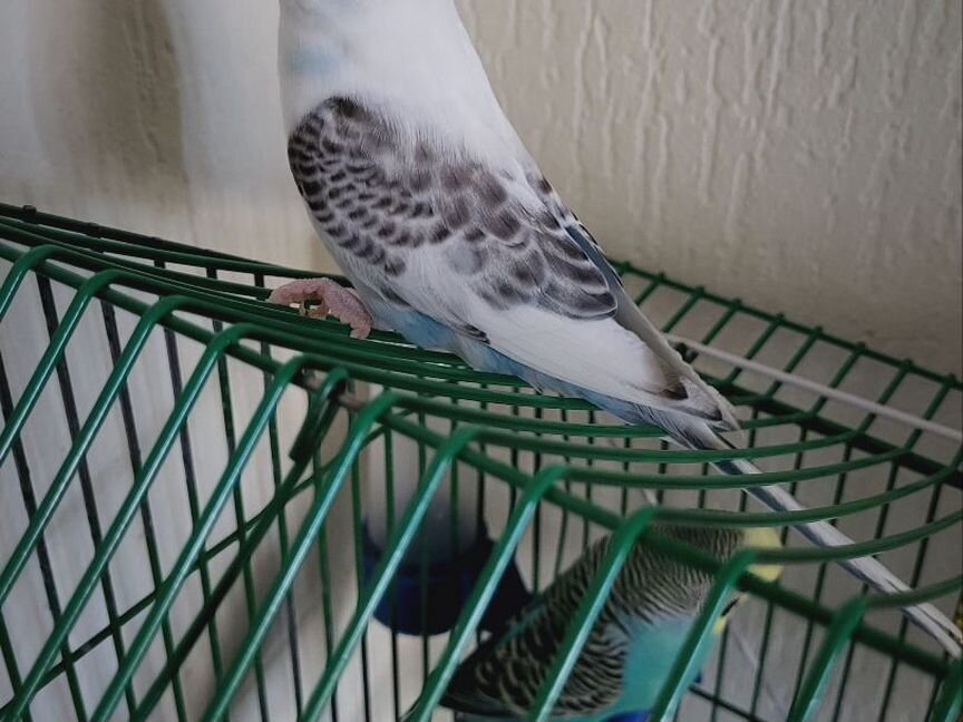 Птенцы волнистый попугай