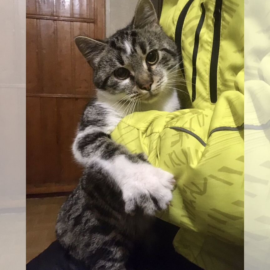 Котенок мальчик