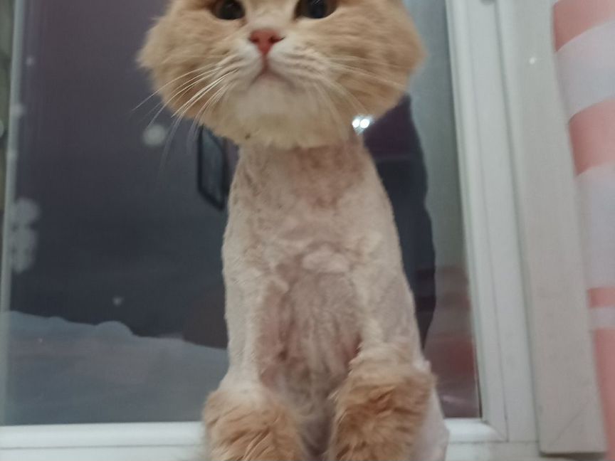 Котик в добрые руки