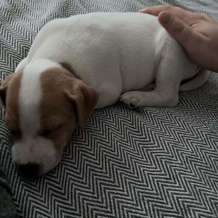 Парсон-рассел-терьер, щенок