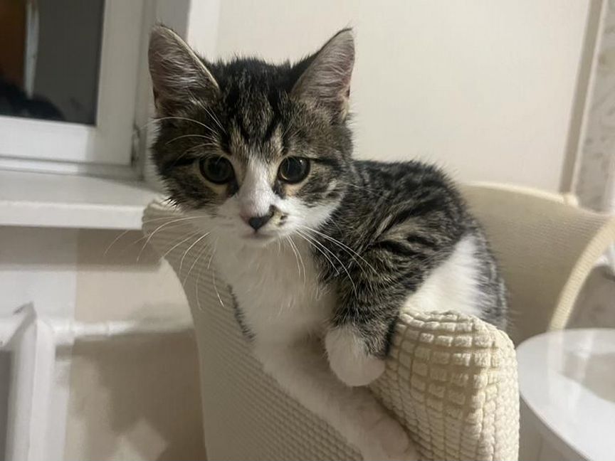Котики в добрые руки бесплатно
