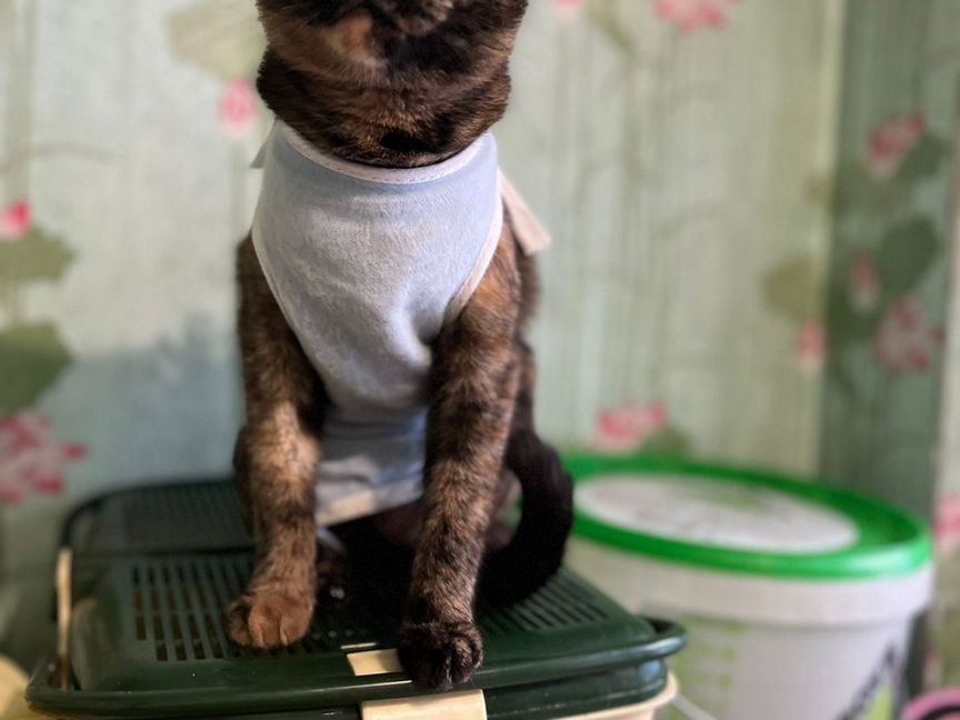 Трёхцветная кошка луиза