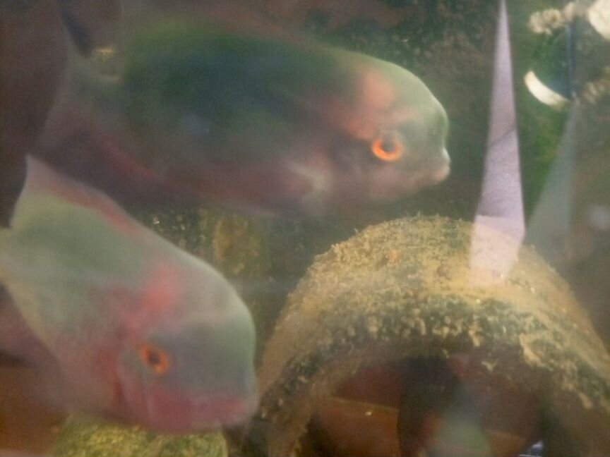 Американские цихлиды и маловийцы