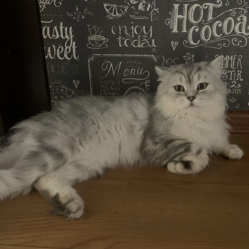 Шотландская прямоухая длинношёрстная кошка, взрослая