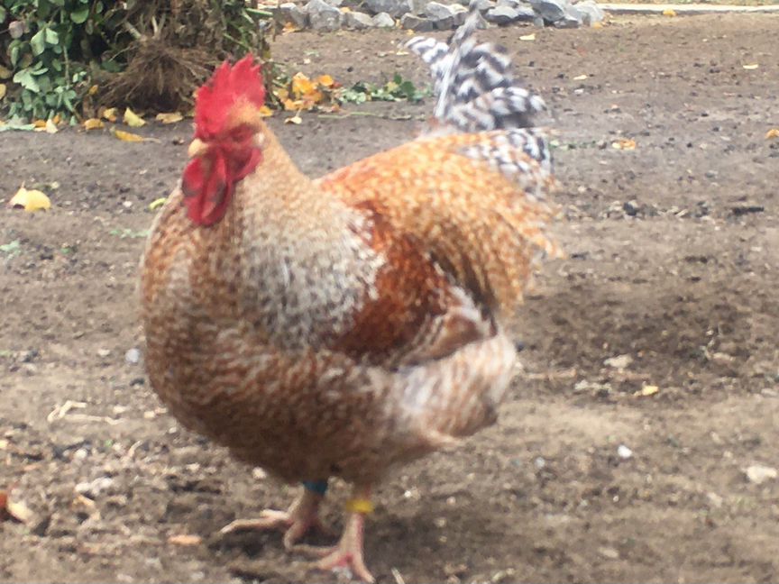 Билефельдер петух