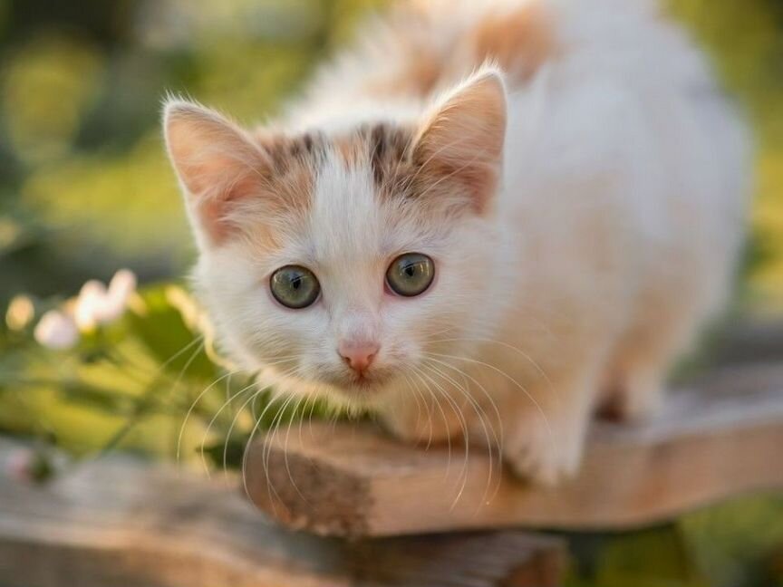 Баффи ищет дом