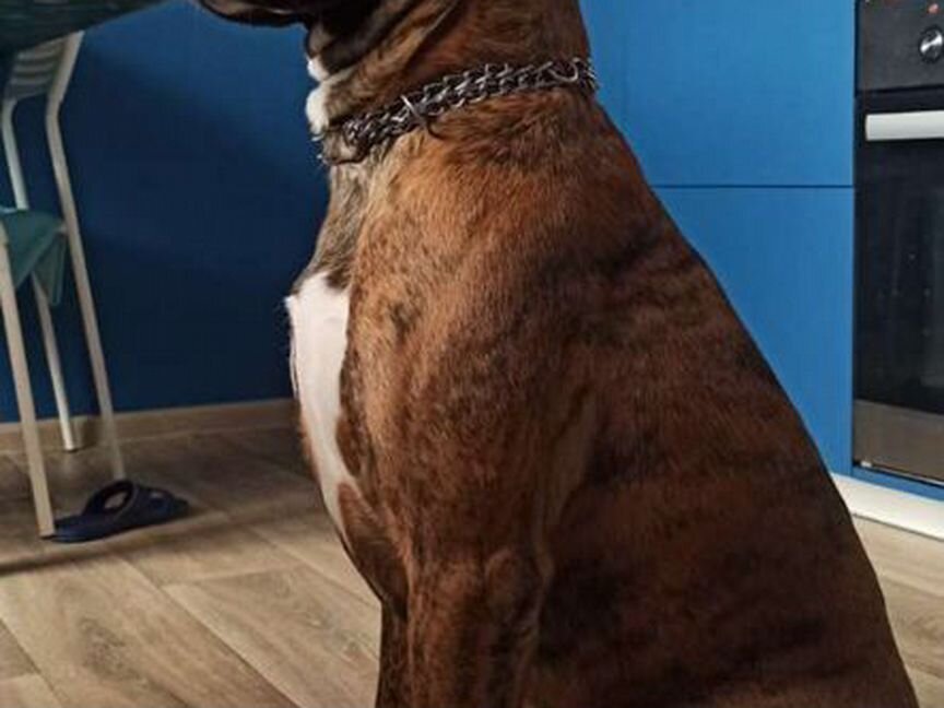 Боксер на вязку