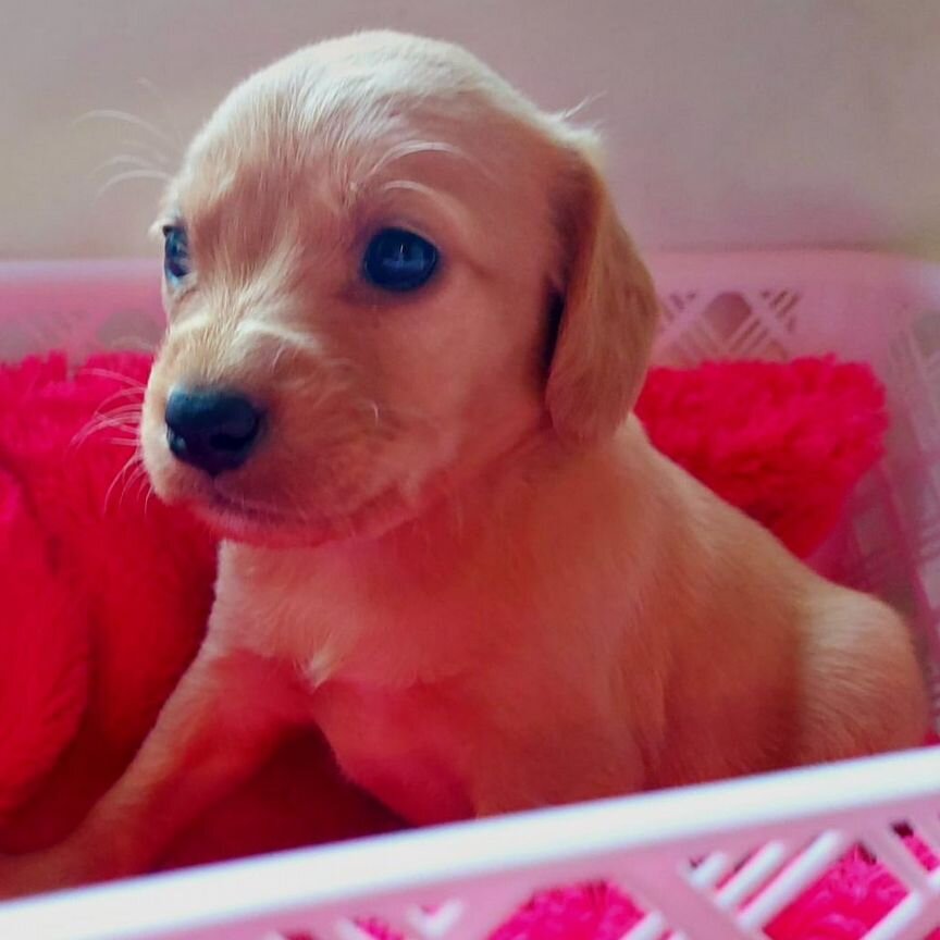 Щеночек мелкой породы в подарок