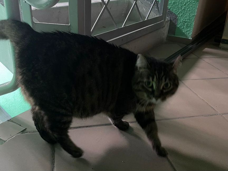 Найдена беременная кошка