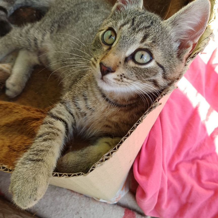 Котенок 3месяца