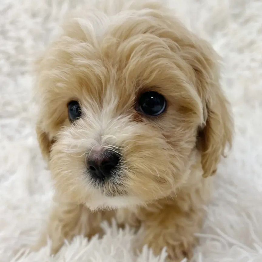 Мальтипу, щенок