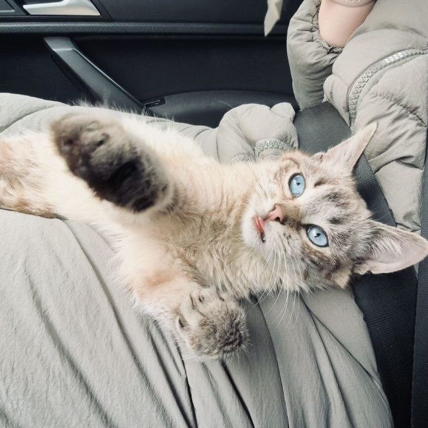 Котёнок в добрые руки