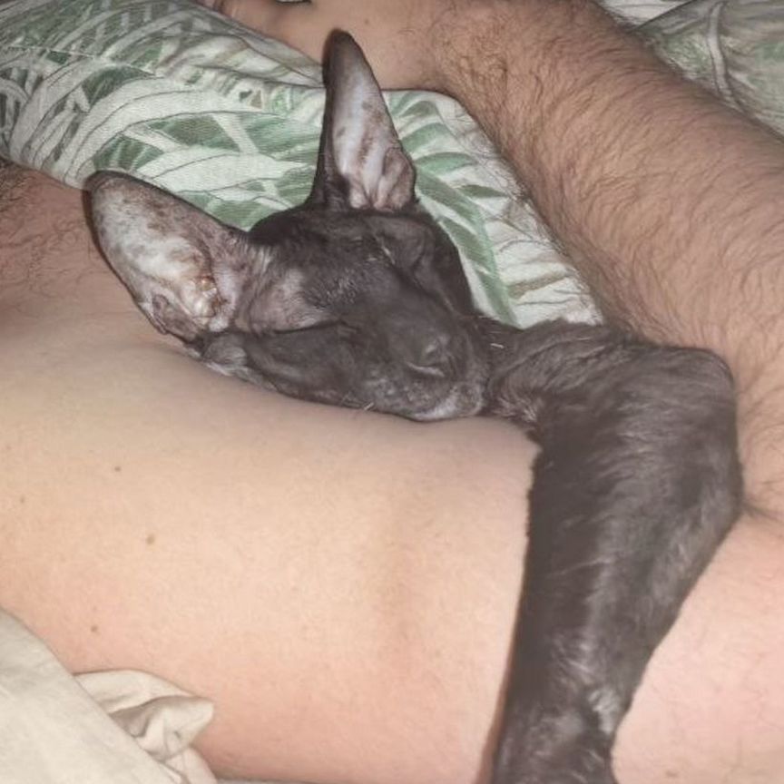 Корниш-рекс, взрослый кот