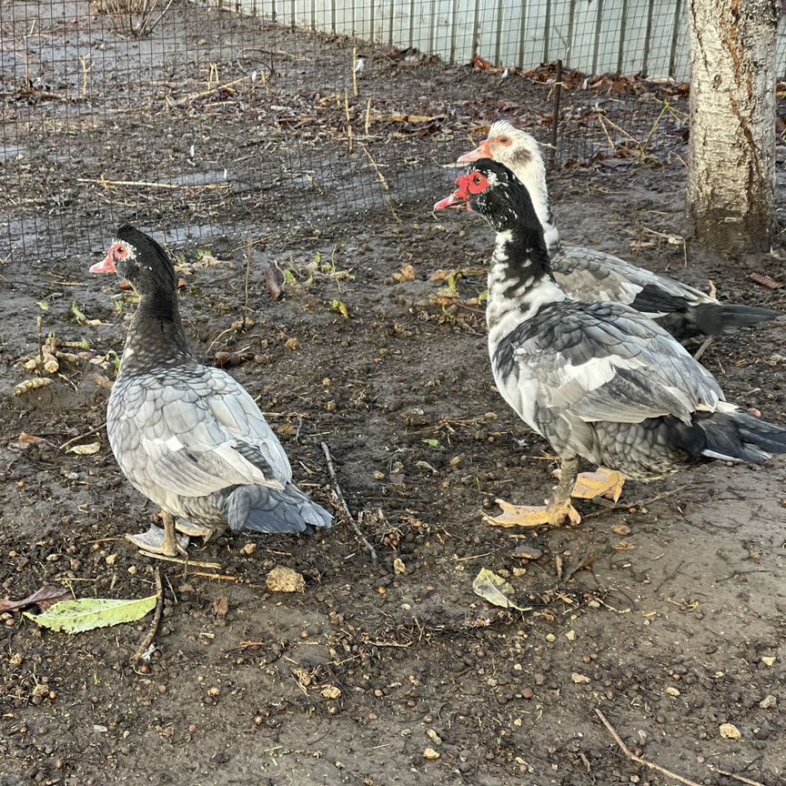 Мускусные утки