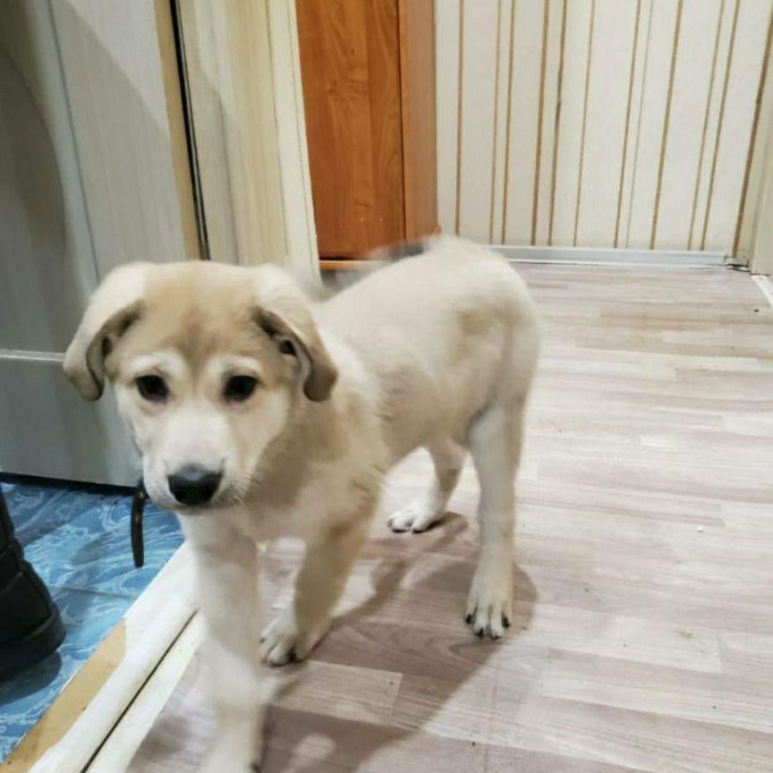 Домашнего ребенка сдали в приют