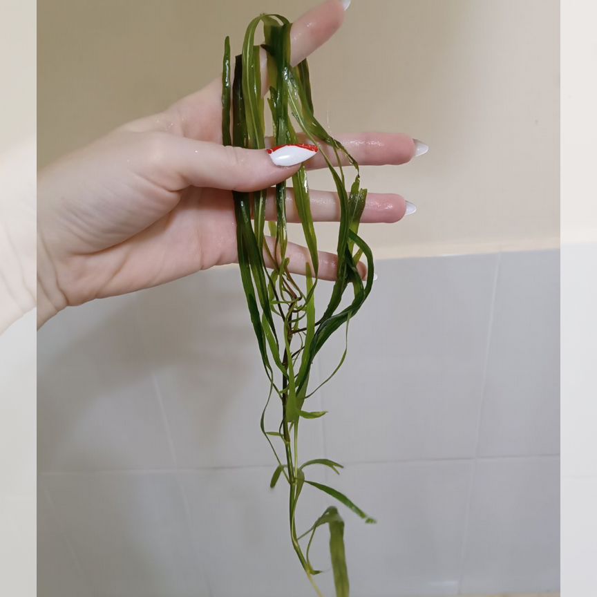 Аквариумное растение. Прополка